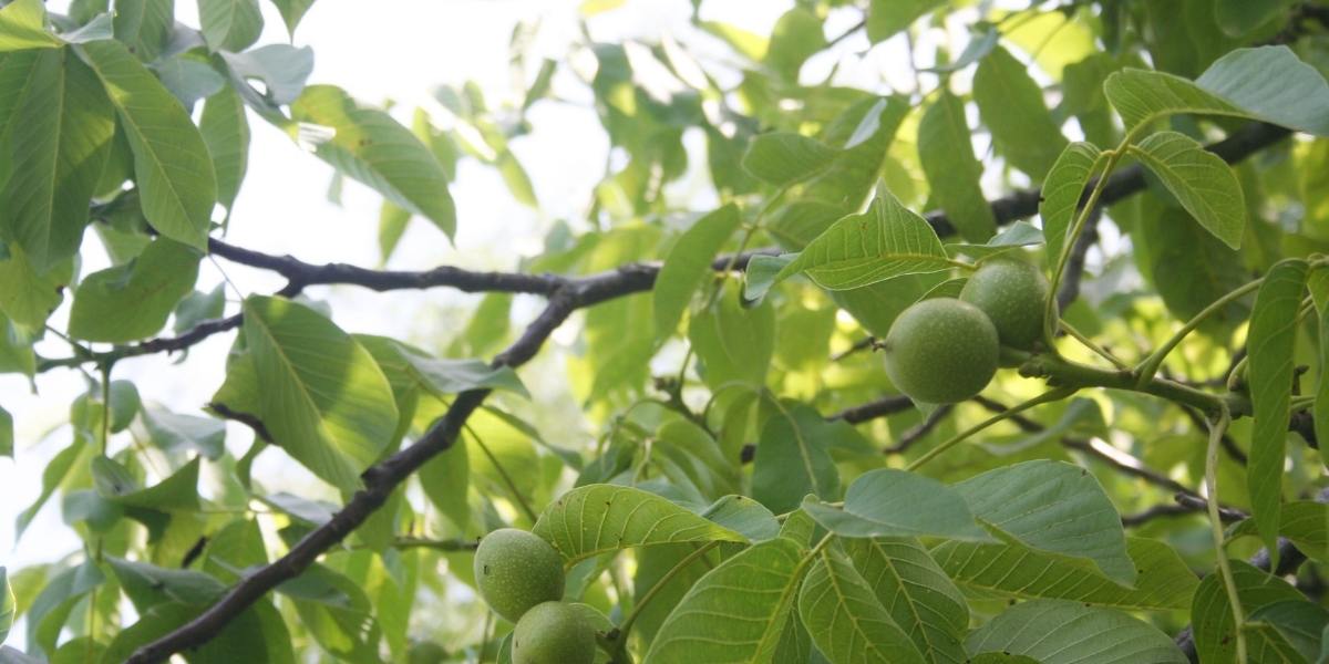 Ceviz Ağacı Altında Uyumak - Juglon Gazı - Bilimsel Tarım